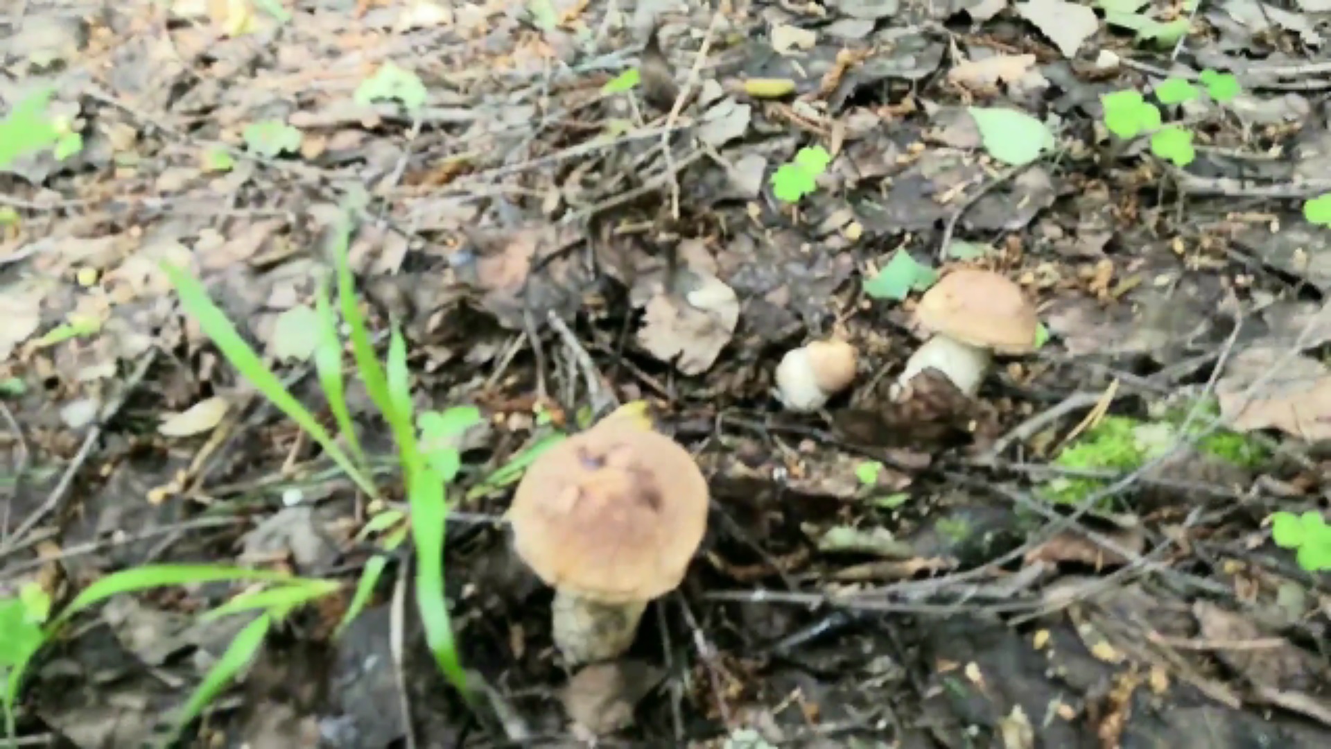 Подберезовики в июне. Выручают грибника, пока в лесу нет белых грибов