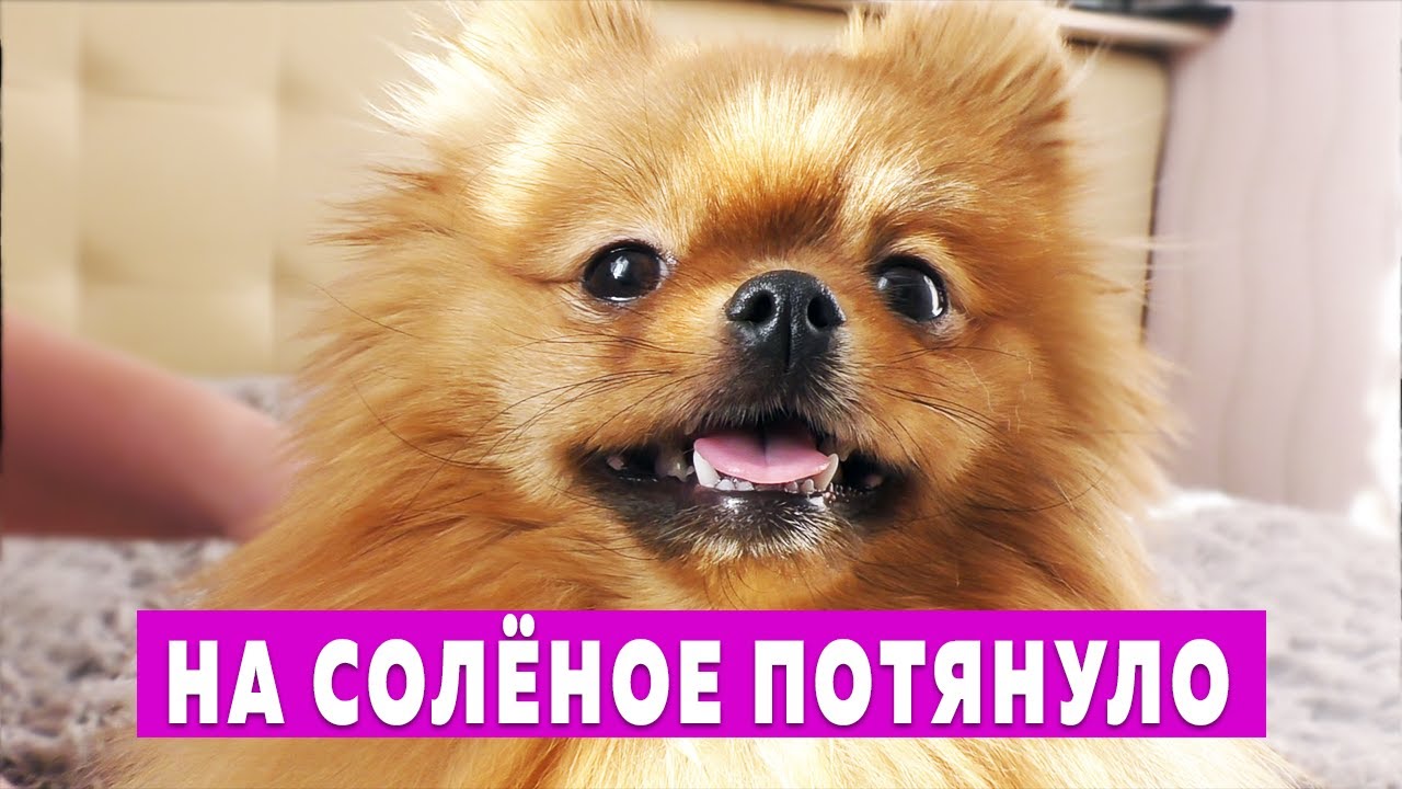 Первые признаки беременности у собаки породы шпиц. Токсикоз и выделения у шпица Бэллы