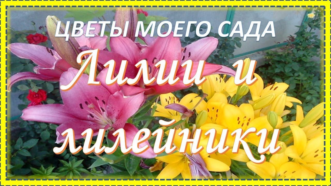Цветы моего сада. Лилии и лилейники
