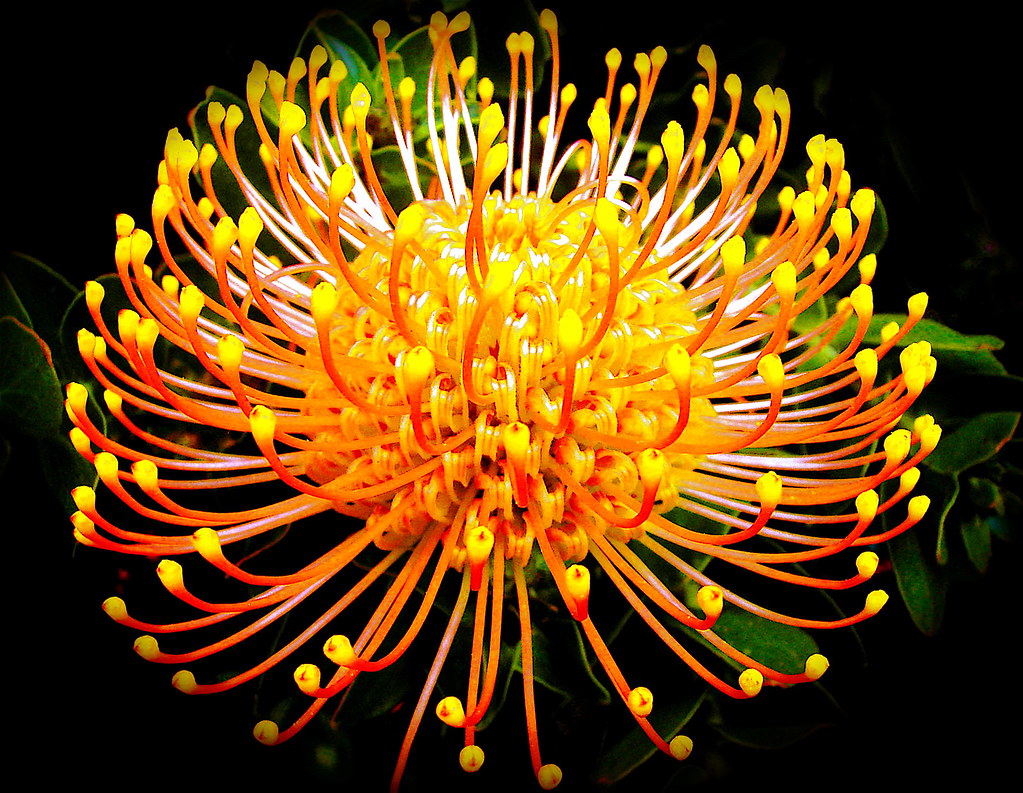 «Леукоспермум Катерина» РЕЛАКС АРТ-ТЕРАПИЯ ВАЛЬС ИМПРОВИЗАЦИЯ композитор Виктор Анохин #piano #цветы