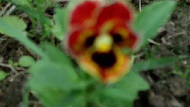 Цветы для Pion4k от DanDruid 2005-12-30 Flowers for Pion4k from Dan Илья Химич LukBigBox