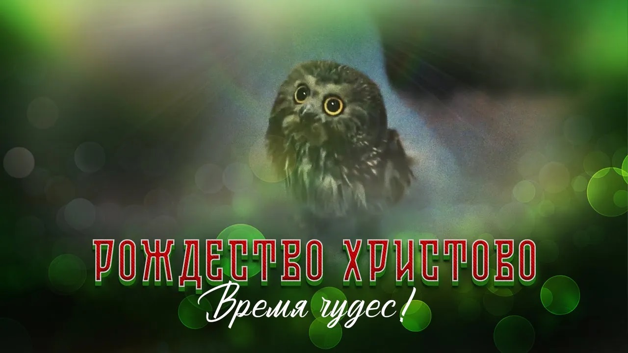 «СОВУШКА». Рождество Христово — время чудес!