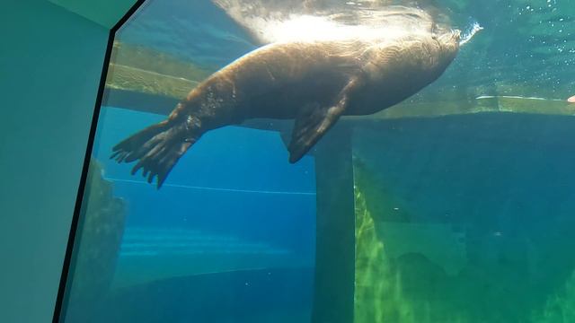 Ластоногие московского зоопарка