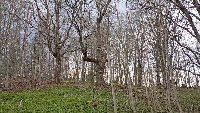 Пятая Гора 2024г.