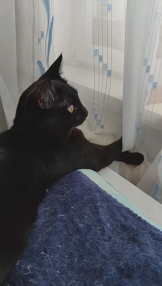 Кошка Миша греет лапки