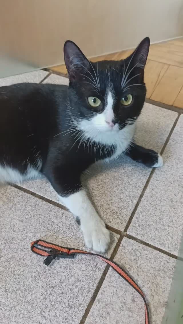 Котик с ДЦП играет с котенком