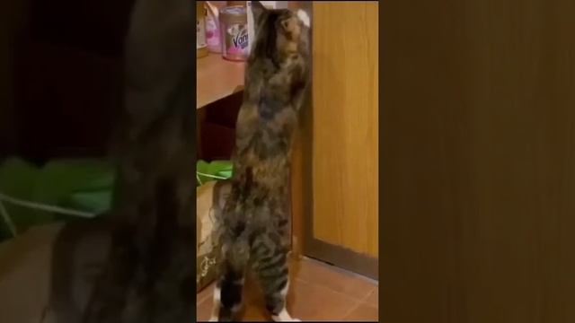 Фанфик "Кошка Пятого"  часть 1