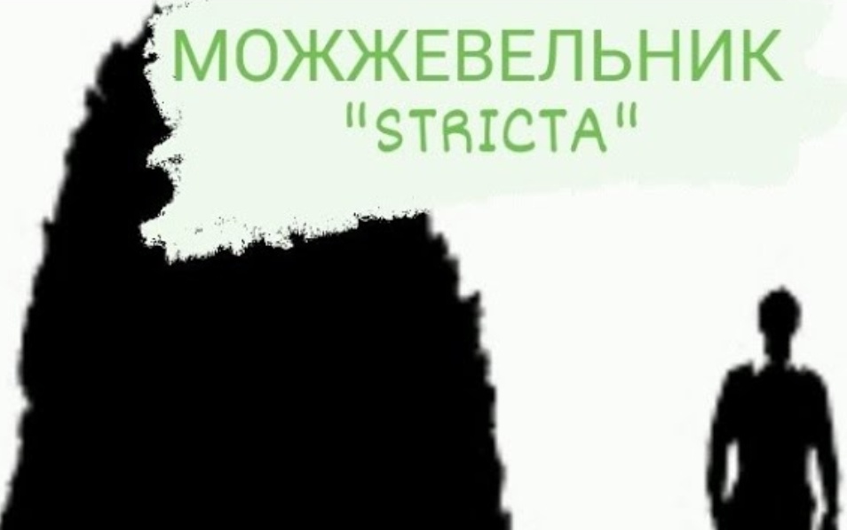Можжевельник Стрикта "Strikta"