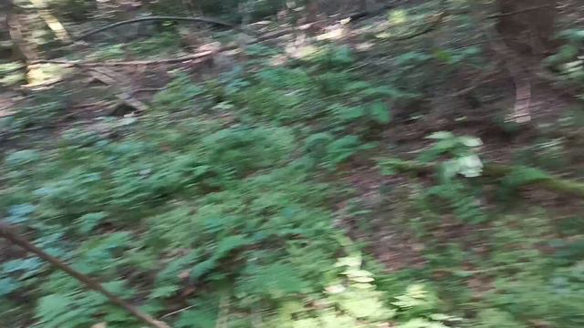 Грибные истории. Сентябрь 2024 года