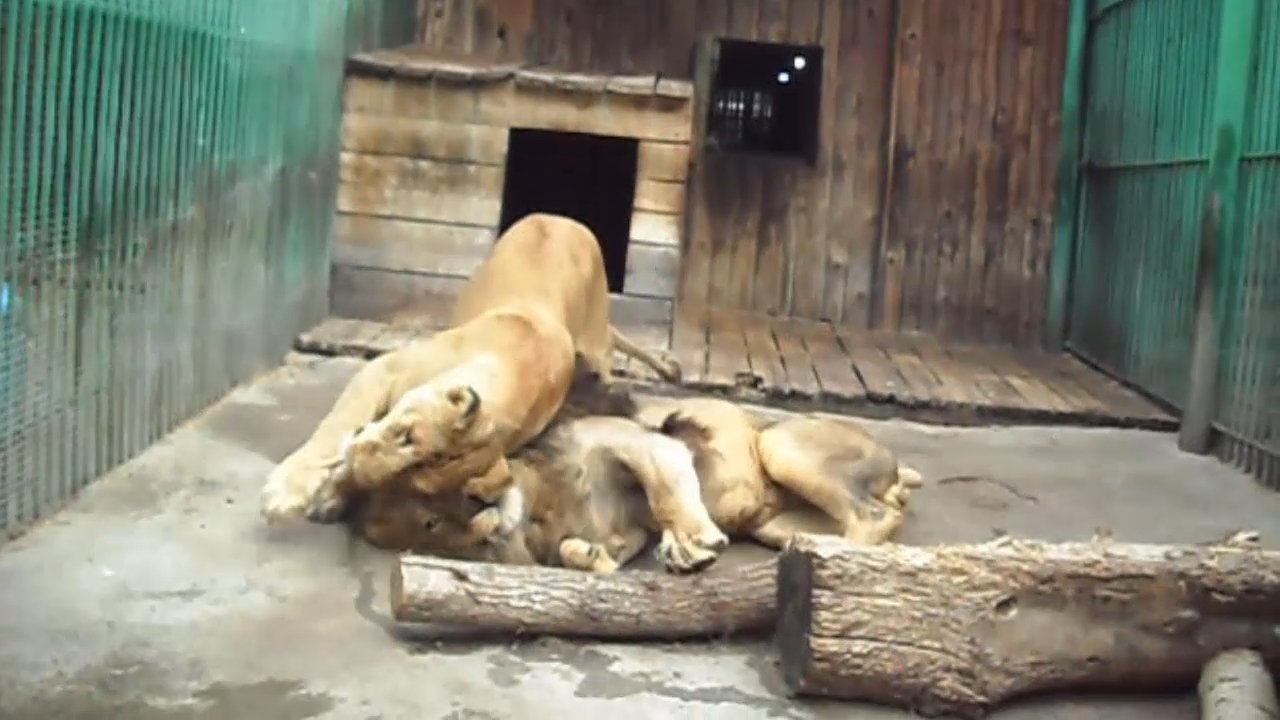 Лев и львица обнимаются