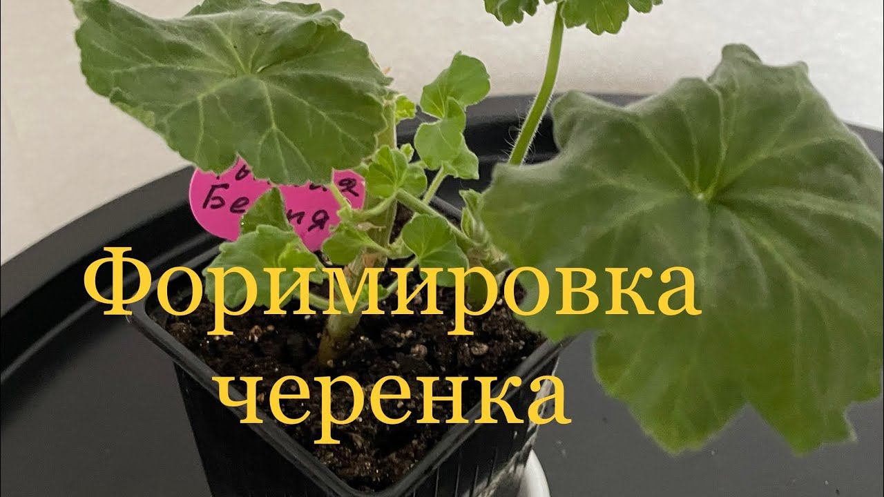 Формируем пышный куст пеларгонии на стадии черенка, Часть 2