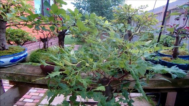 Бонсай начало лета просто музыка релакс 2024 год