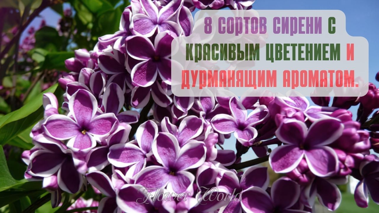 8 Сортов сирени с красивым цветением и дурманящим ароматом.😍
