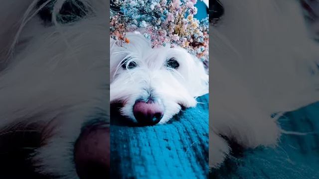 Темми?Селеста