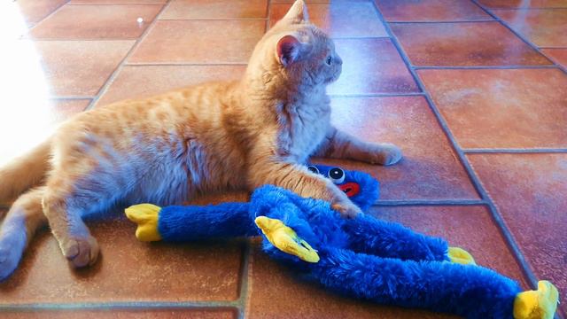 Кот Сёма побеждает Хагги-Вагги!