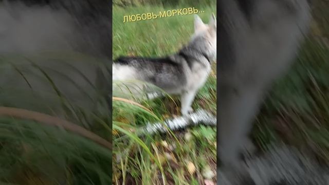 охота, лайки и любовь