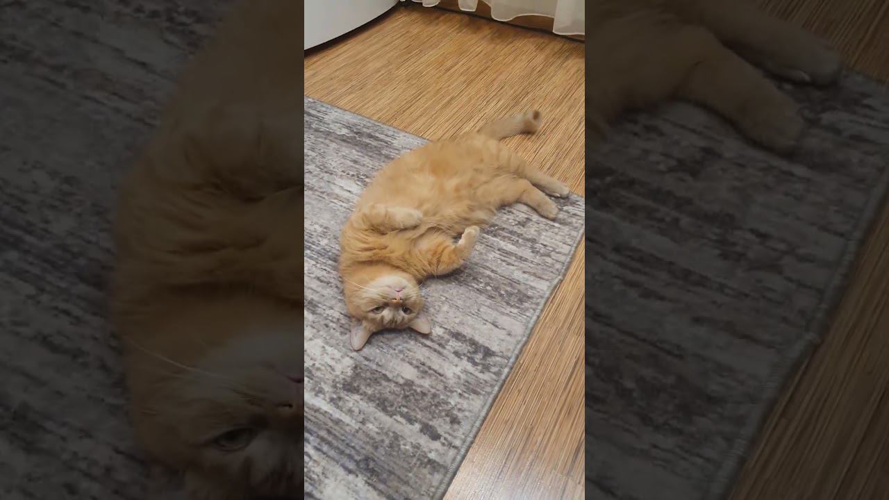 Кот философ #shorts