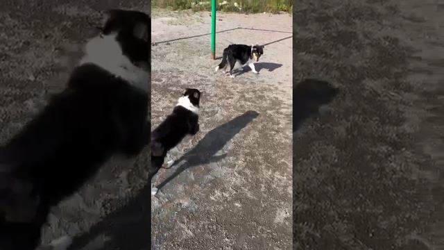 Вальдо и Вакар, 4.5 месяца - 3