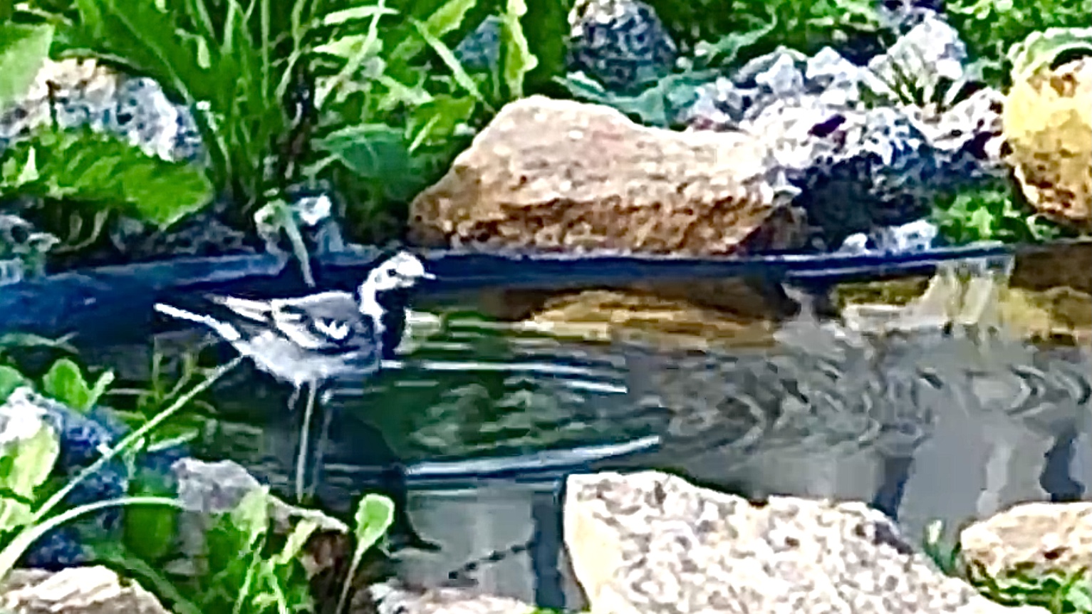 Забавное видео, как купается в садовом пруду Трясогузка