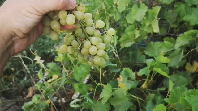 Видео про виноград и ещё чуть чуть