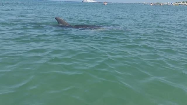 Дельфин в Джемете рядом с людьми(2023)