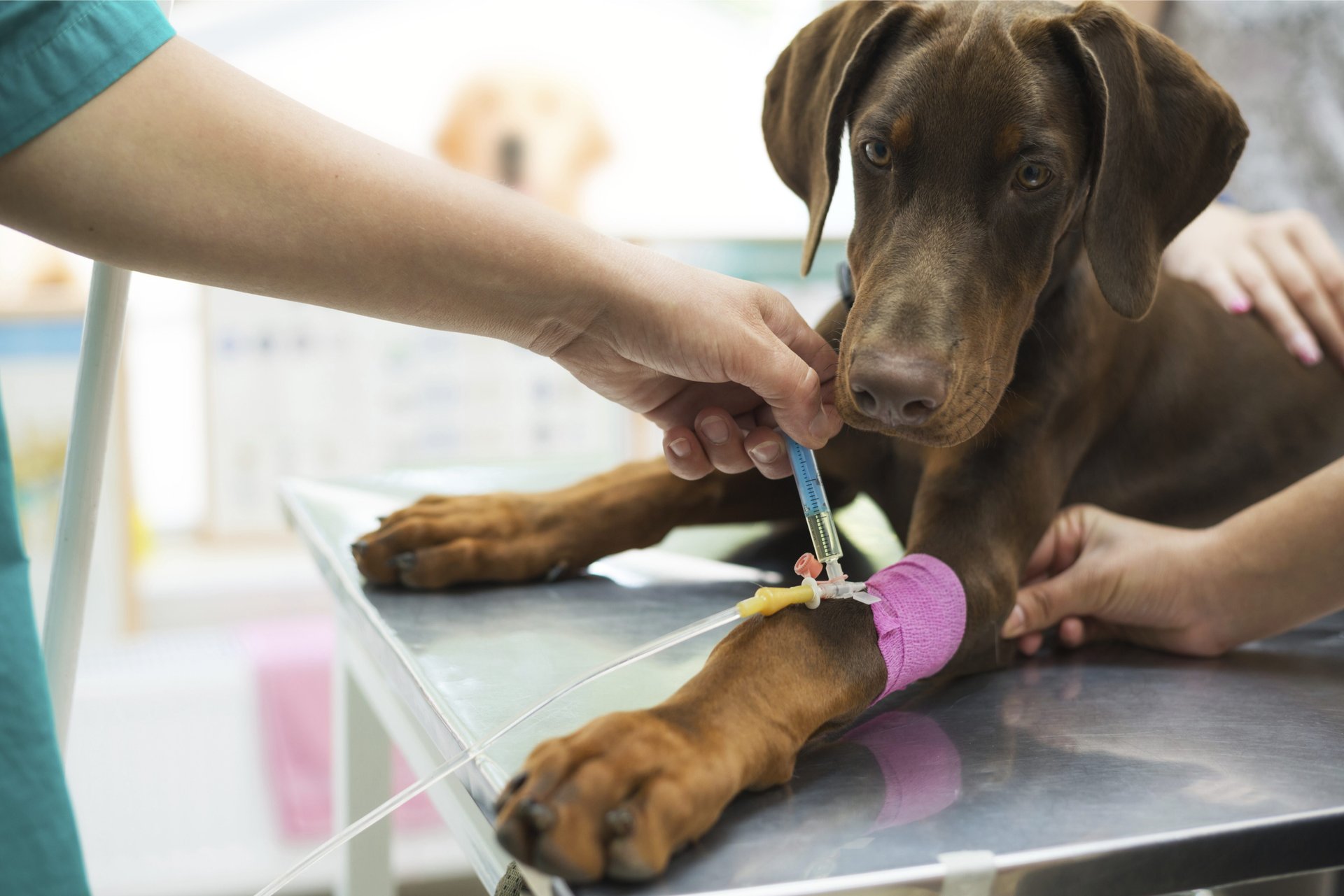 Бабезиоз Пироплазмоз у собак: симптомы, лечение и профилактика.