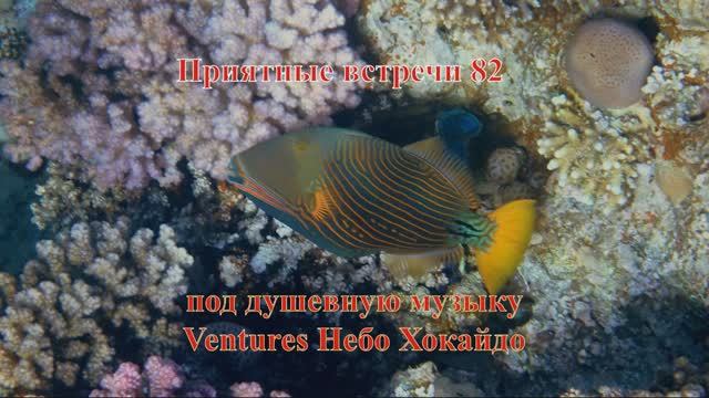Приятные встречи 82 Спинорог оранжевополосый балистап под душевную музыку Ventures Небо Хокайдо