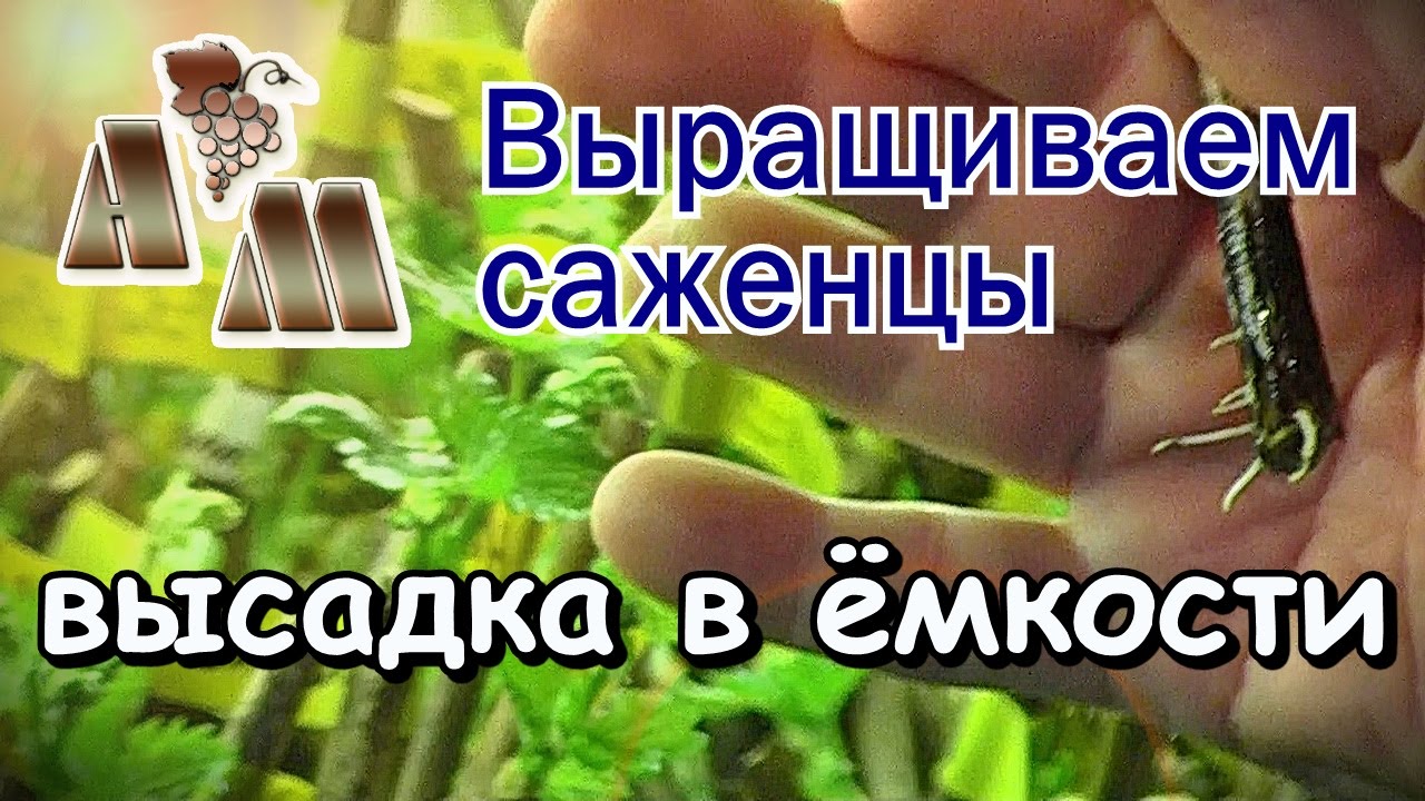 ? Высадка черенков винограда в ёмкости (контейнеры) после укоренения в воде