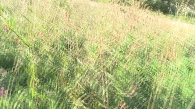 Бело Куриха 2014