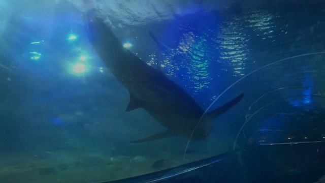 Вьетнам. Нячанг. Остров-курорт Винпёрл (Vinpearl). В подводном туннеле среди акул.