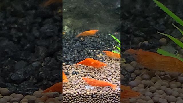 Аквариумные креветки видео на #rutub