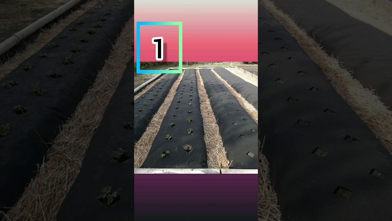 Урок 15. ТОР-5 преимуществ рассады фриго. Вы полюбите рассаду фриго!