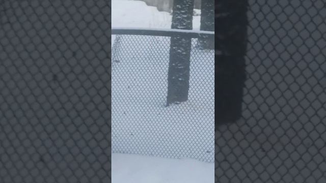 белка бегает по снегу