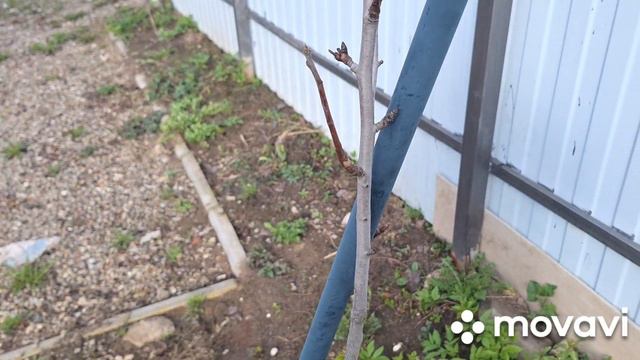 обзор дачи от 14.04