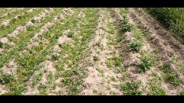 Картошка 12 июня 2022