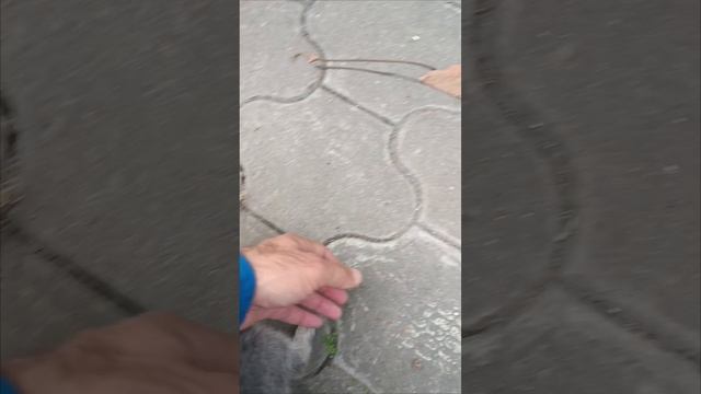 кошечка