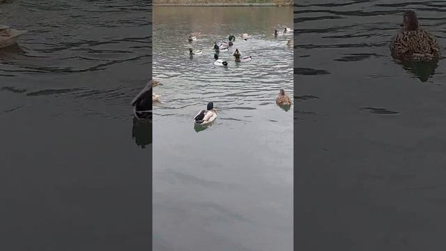 Уточки. Санаторий Лаба.