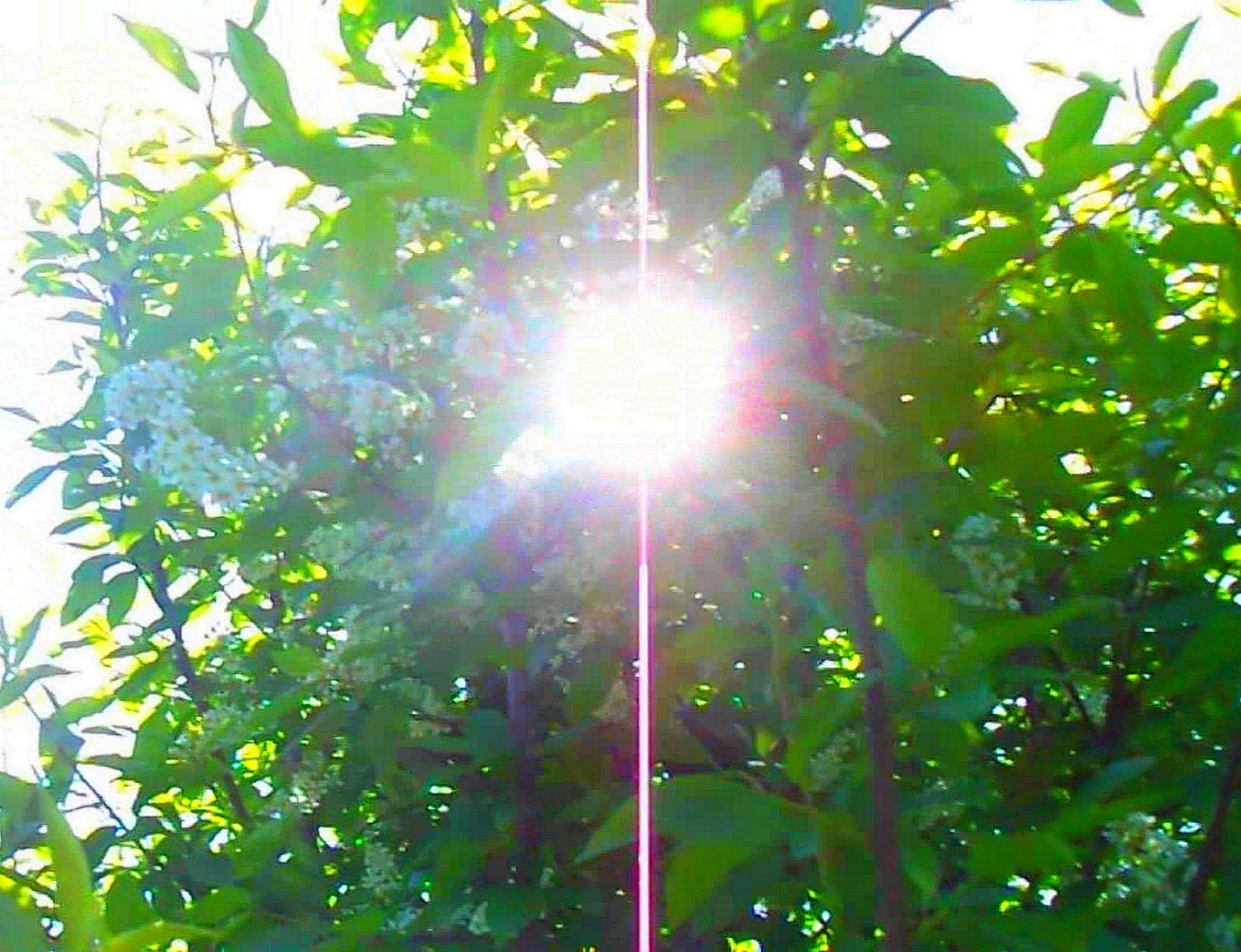 Сирень, черёмуха, рябина...