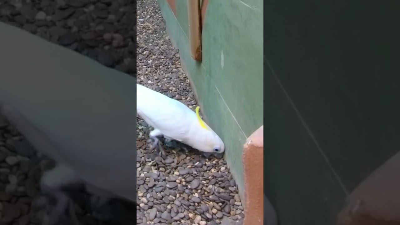 Белый какаду прячет еду от других попугаев