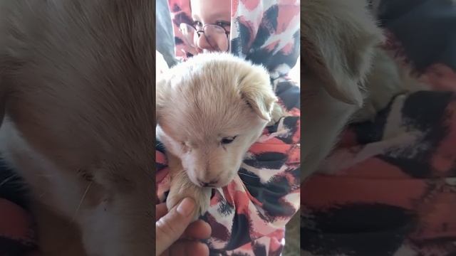 НАКА?Чë за лев этот тигр