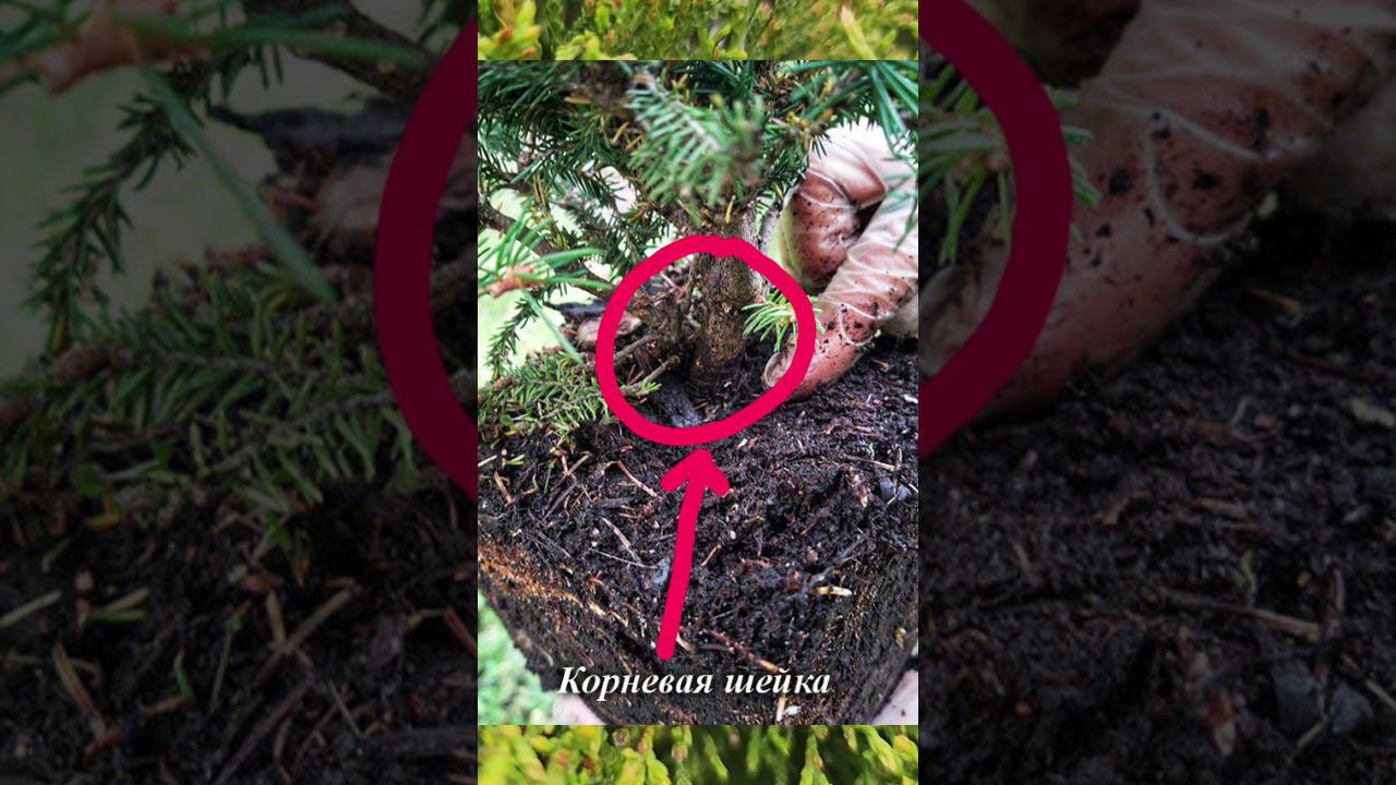 Не сажайте хвойные, пока не посмотрите это видео  #советысадоводам #огород