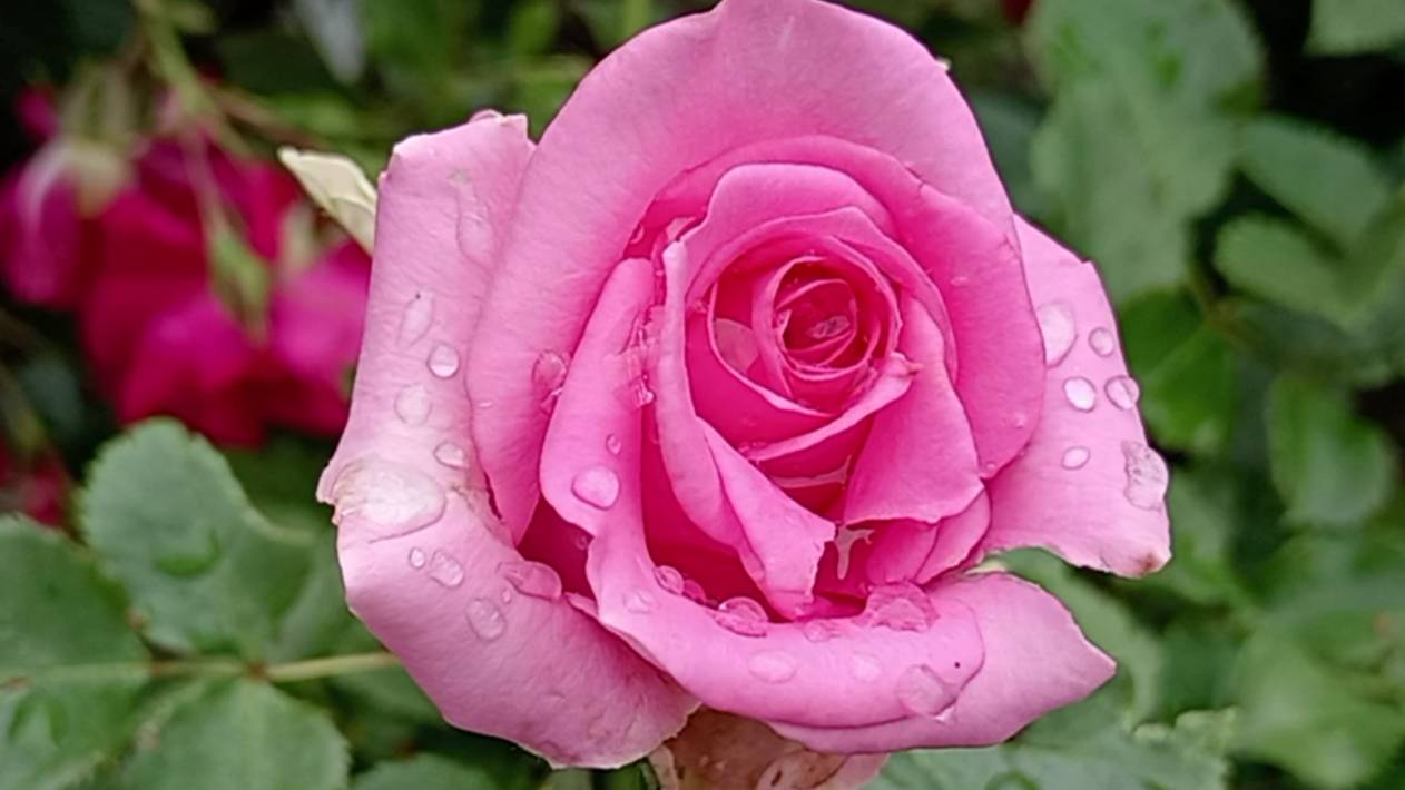 Красивые Розы