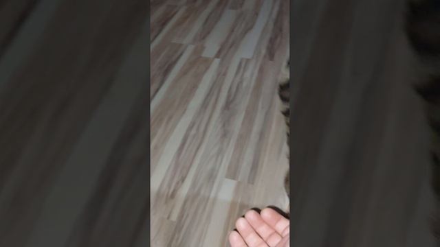 дрессировка бенгальца