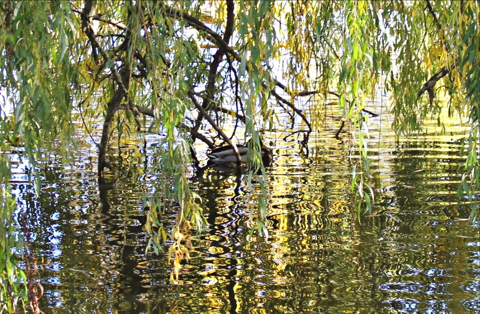 Немного солнца золотой осени на озере в парке Южном города Калининград