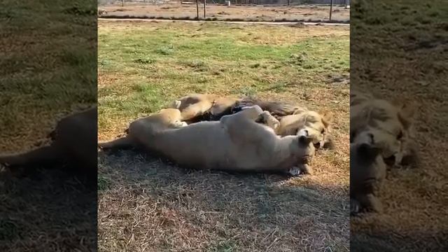 Жаль эта любовь, не навсегда...