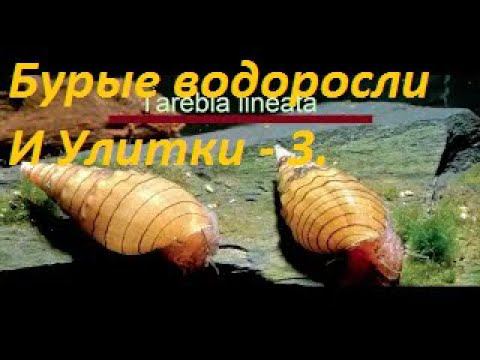 Бурые водоросли VS Аквариумные Улитки. Раунд 3. (Архив от 13.01.2022)