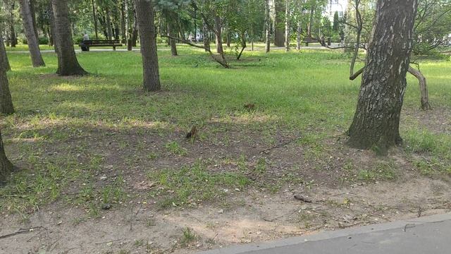 Белки на прогулке