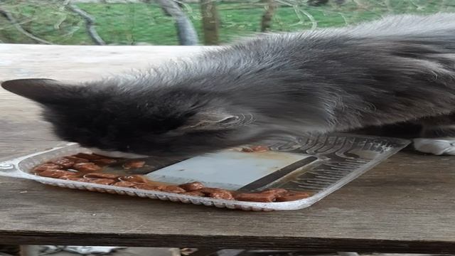 все хотят есть