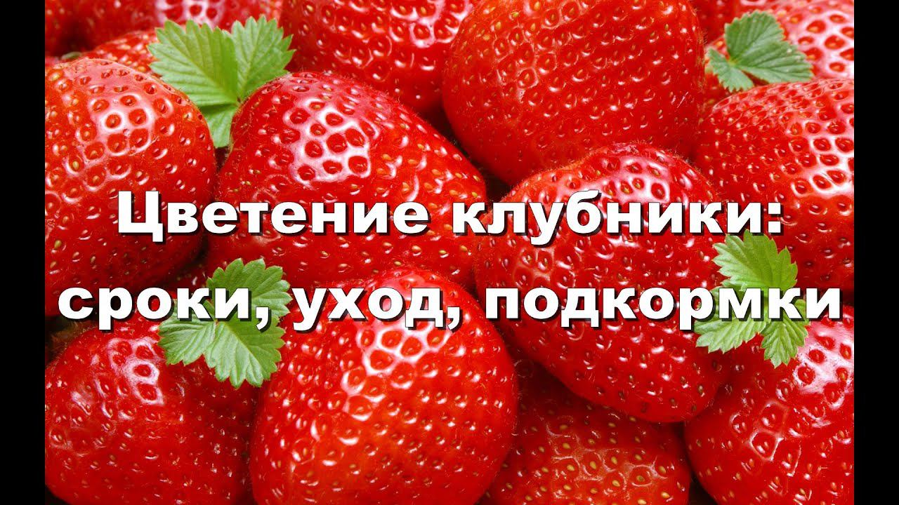 ЦВЕТЕНИЕ КЛУБНИКИ: сроки, уход, подкормки