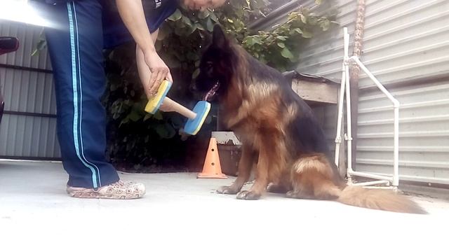 Жасминка. Отрабатываем упражнение "Фокус-держи-дай".